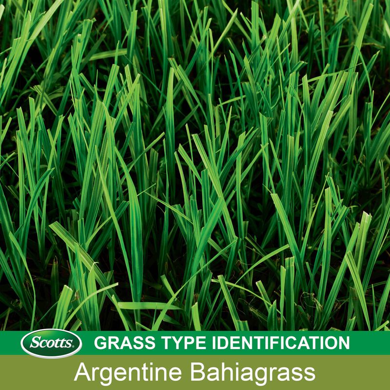 Scotts Turf Builder Grass Seed Argentine Bahiagrass Scotts