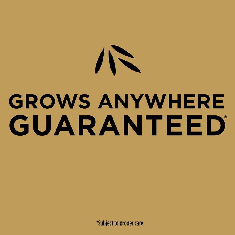 Scotts Turf Builder Thick'R Lawn Sun & Shade, 40 lbs. and Scotts EZ ... Scotts Turf Builder Thick'R Lawn Sun & Shade, 40 lbs. and Scotts EZ ...
