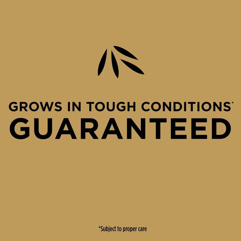 Scotts EZ Seed Patch & Repair Bermudagrass | Scotts Scotts EZ Seed Patch & Repair Bermudagrass | Scotts