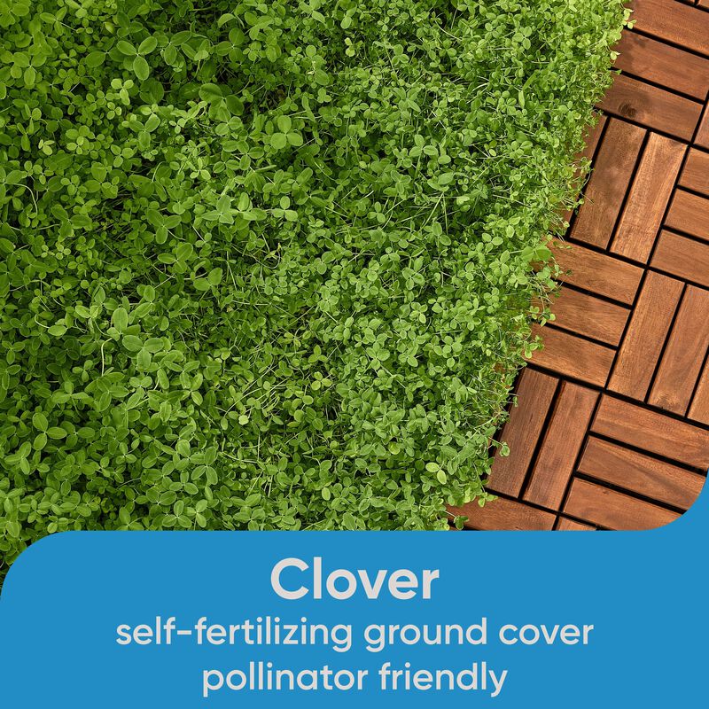 Scotts® Pursue™ Clover Lawn | Scotts